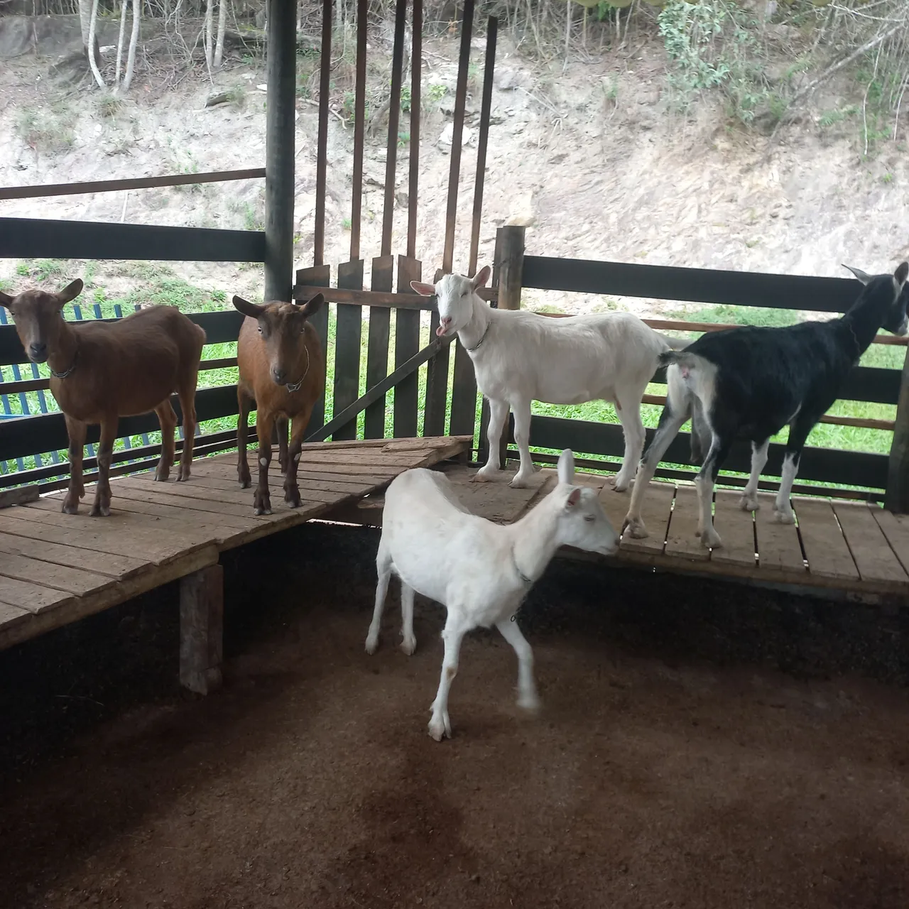"cabras e cabritos" no Brasil