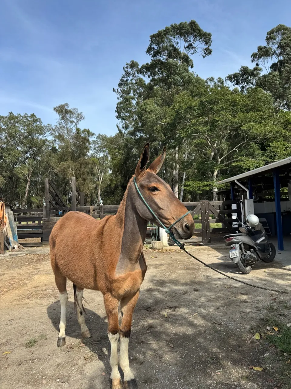 "uma mula" no Brasil