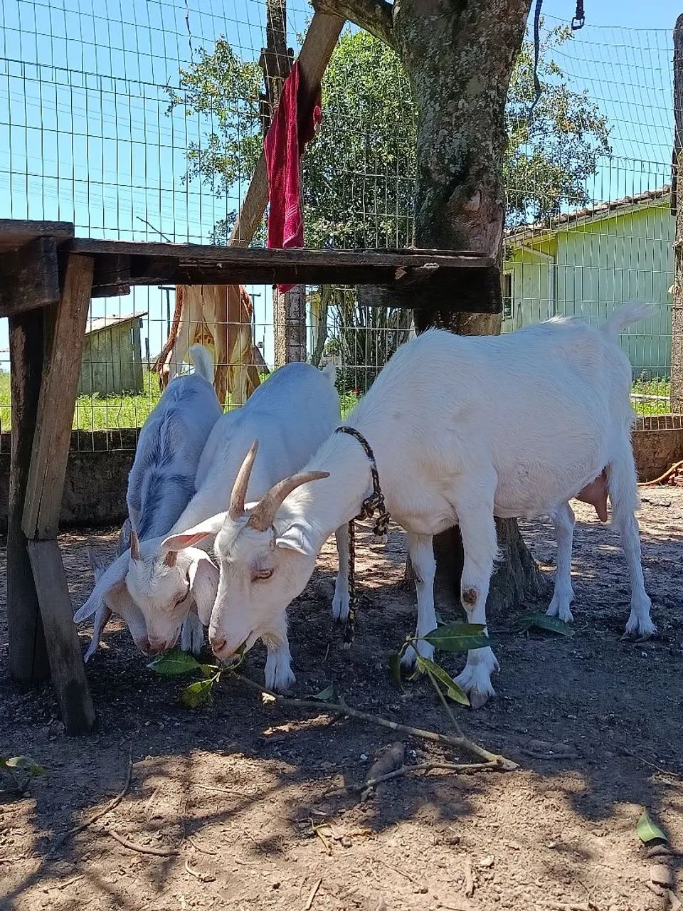Cabrita com filhotes - Animais para agropecuária - Forquilhinha ...