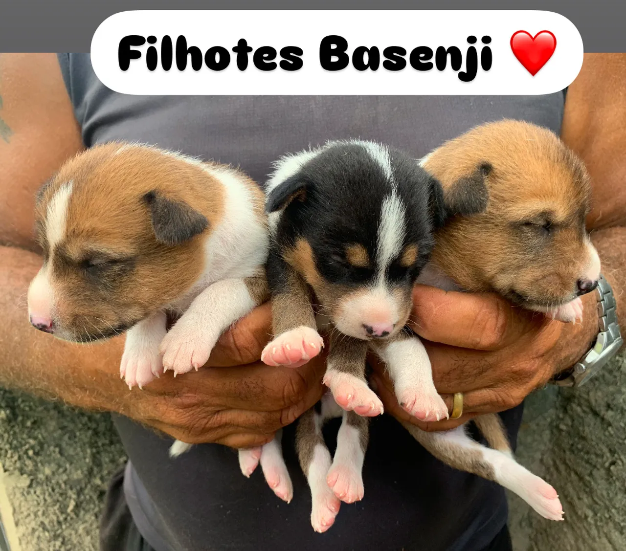 "filhote basenji" - Cachorros no Brasil