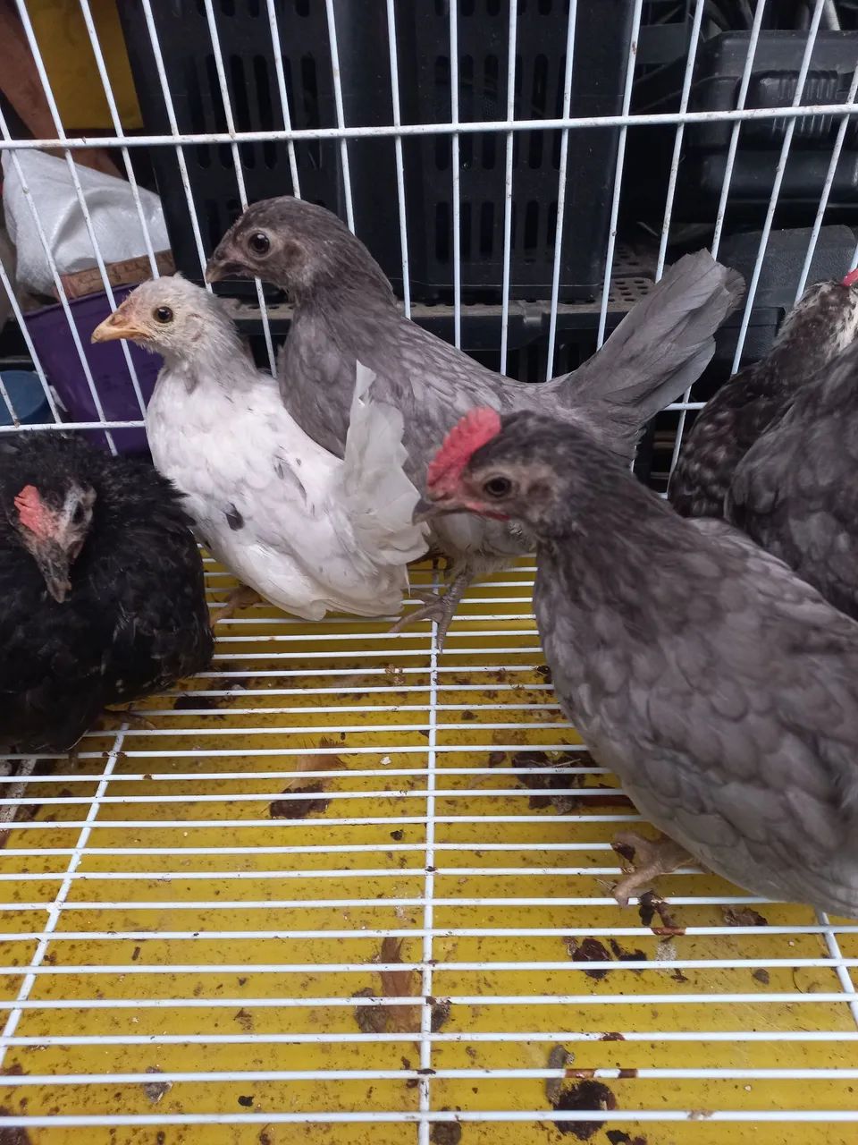 "mini garnizes" no Brasil