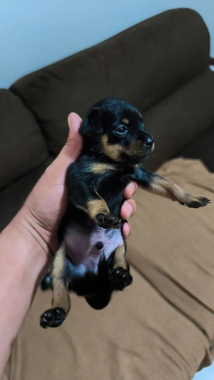 Filhotes de pinscher zero - Cachorros - Jardim das Oliveiras, Três ...