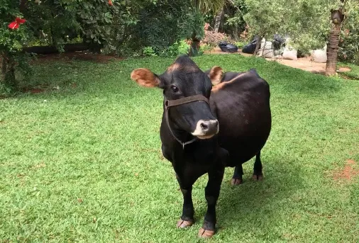 "mini vaca" - Animais para agropecuária no Brasil