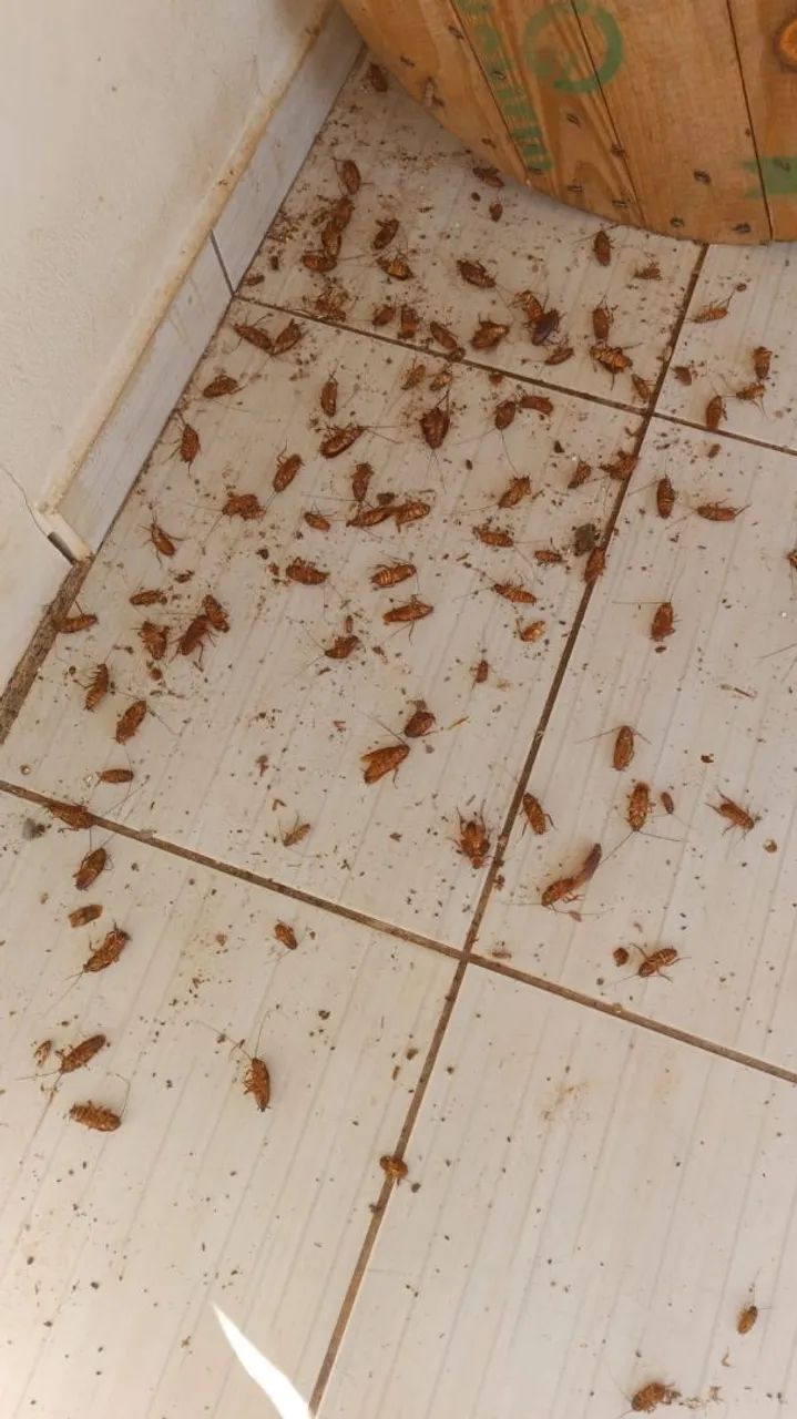 Dedetização baratinhas, escorpião, cupim, baratas - Serviços - Coophema ...