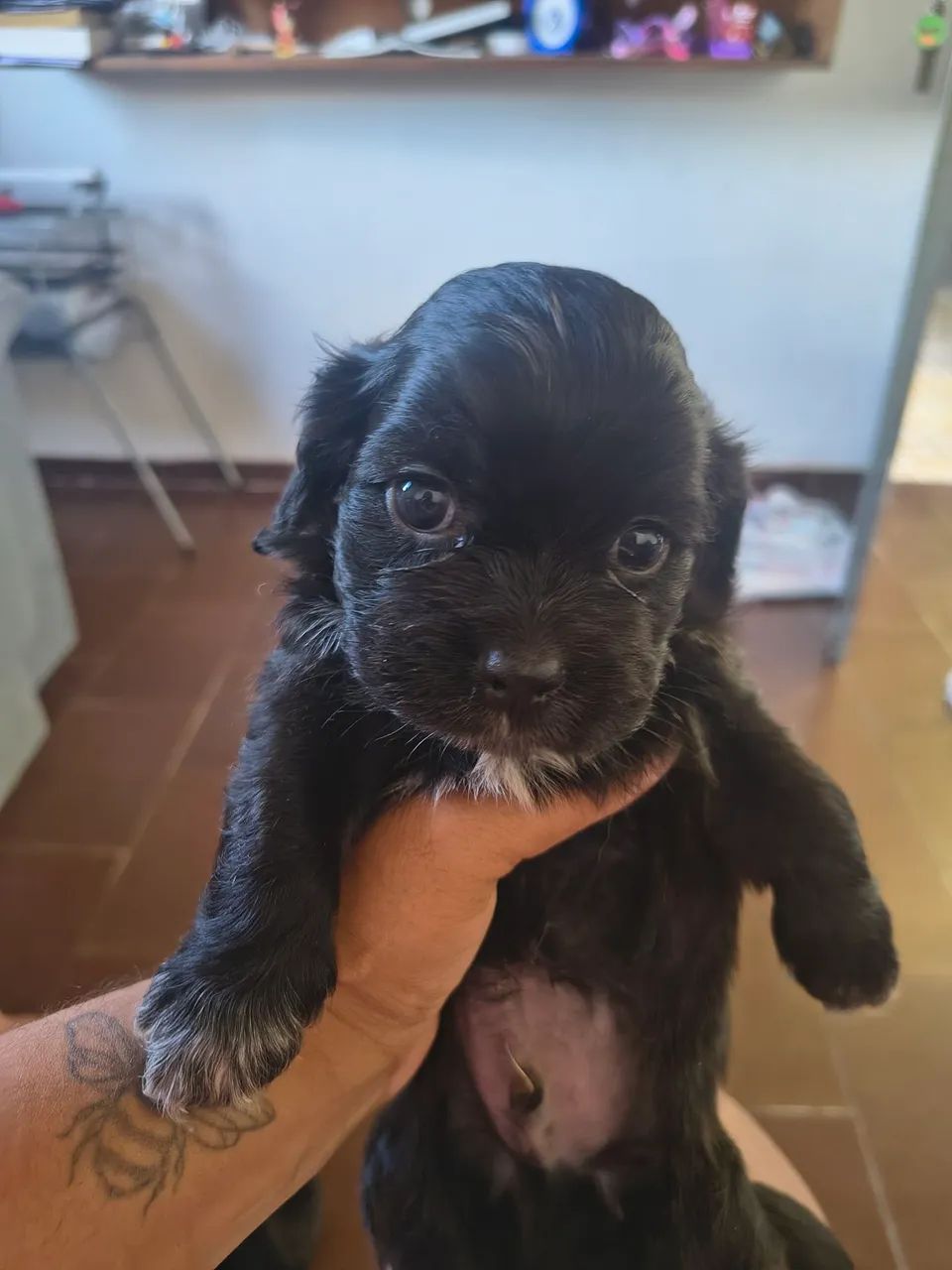 Cocker Spaniel Inglês - Cachorros - Conjunto Cristina (São Benedito ...