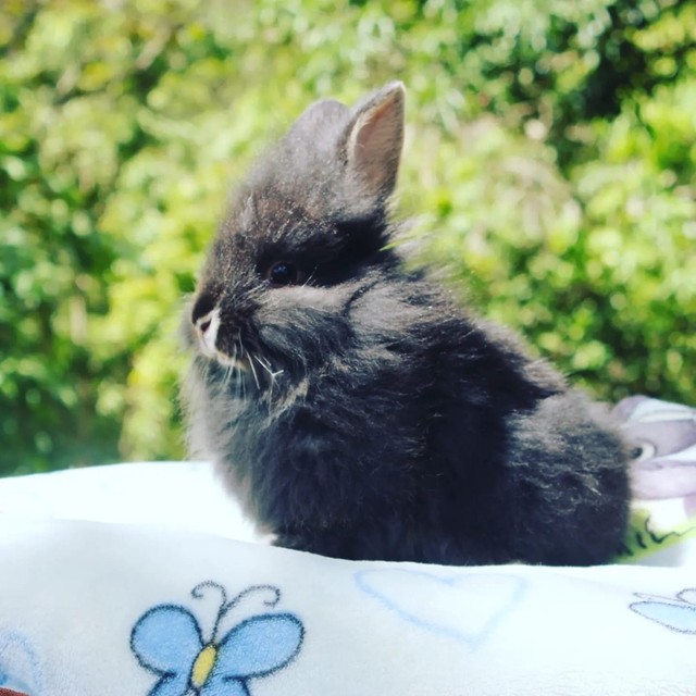 Coelhos mini lion head | +125 anúncios na OLX Brasil