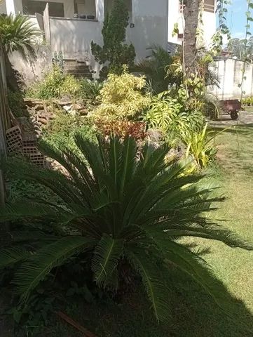 "palmeira cyca" no Brasil