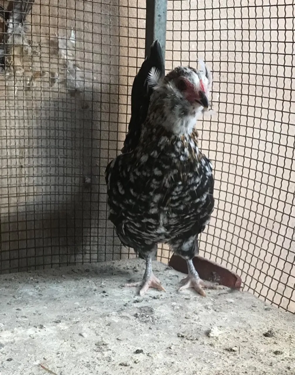 "mini garnizes" no Brasil