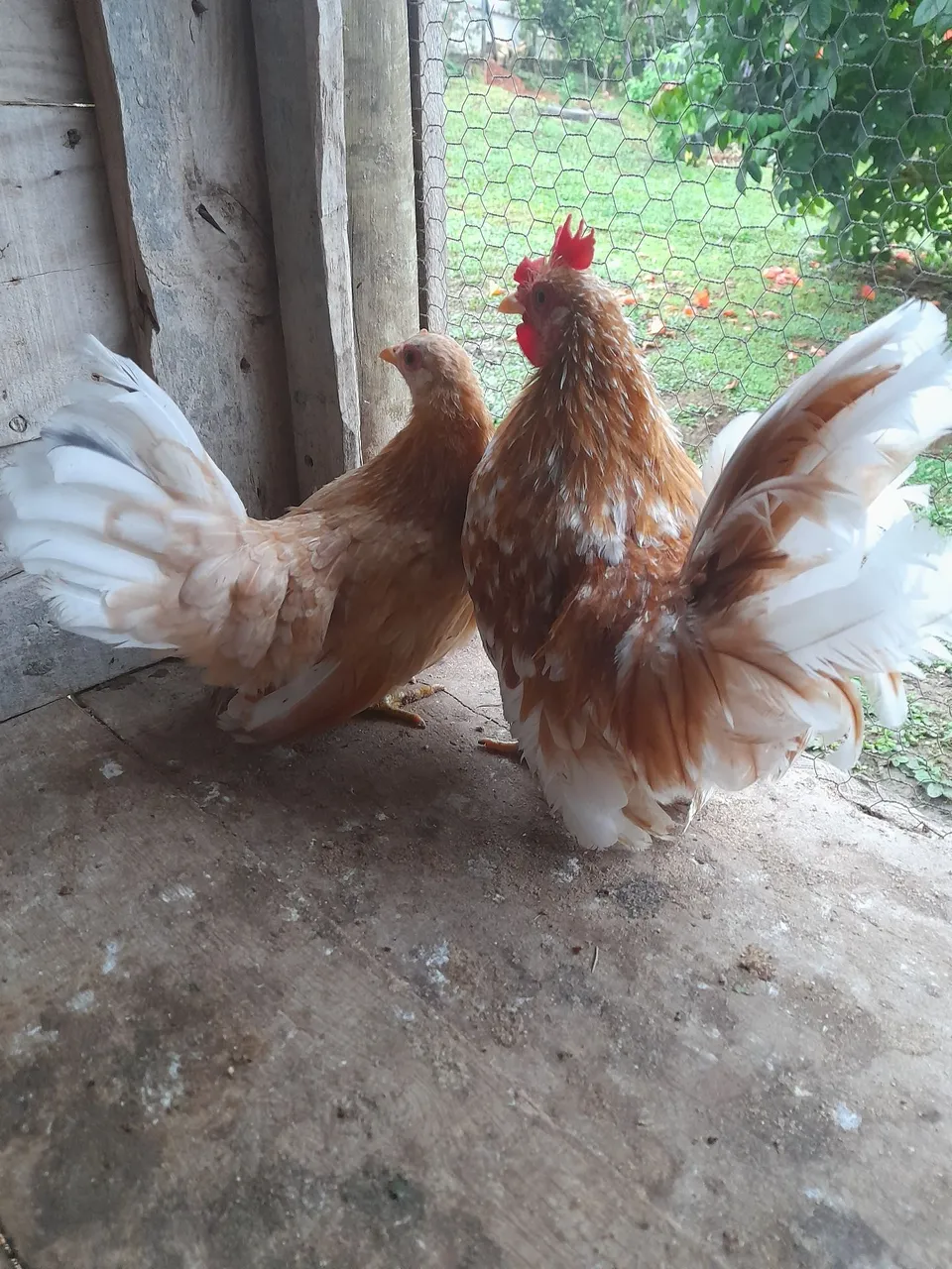 "garnizes nagasaki" no Brasil