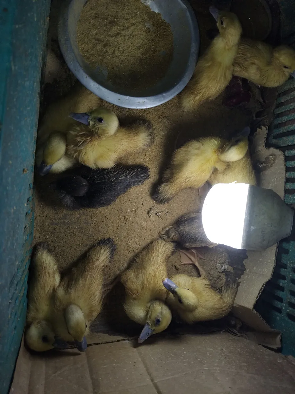 "filhotes de patos" - Outros animais no Brasil