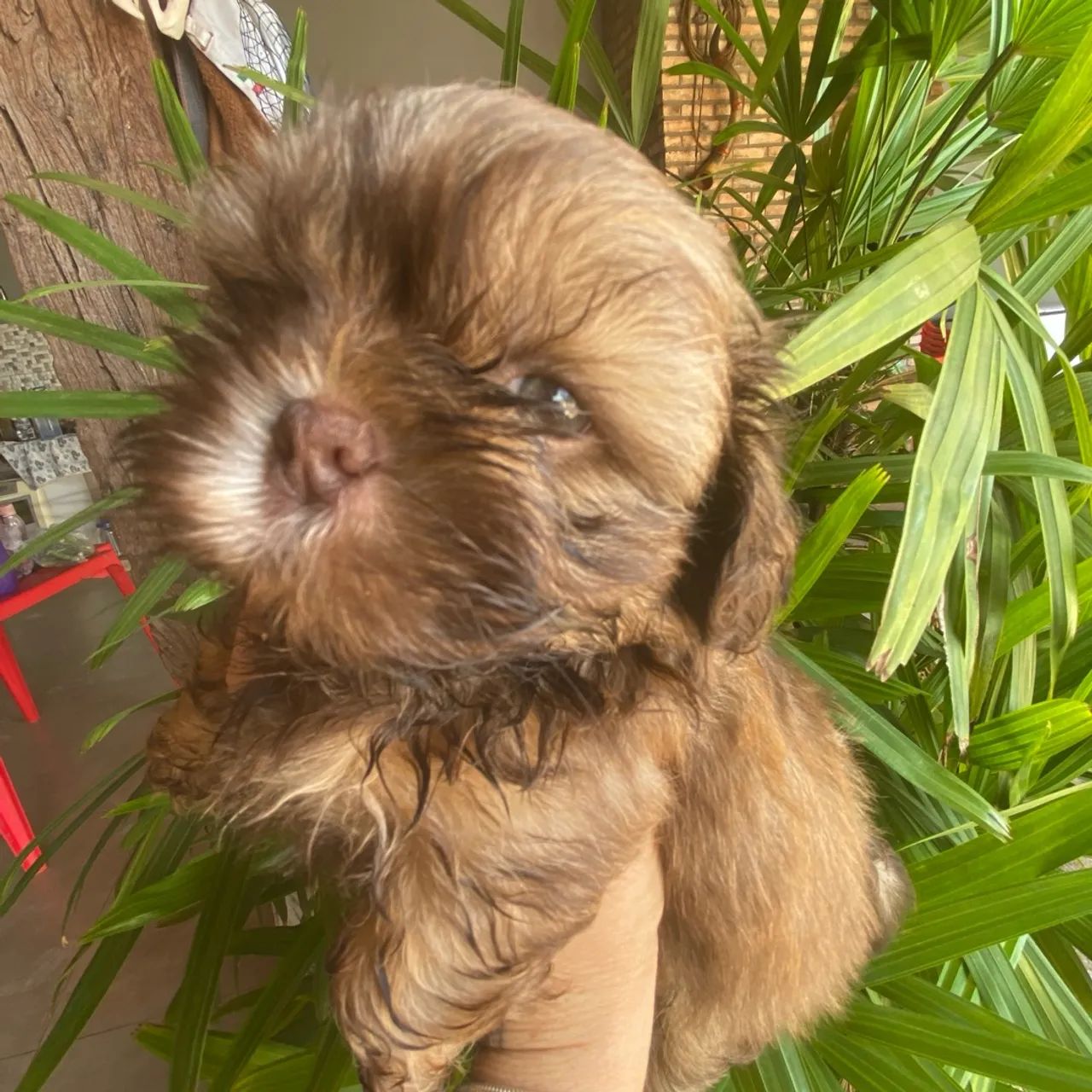 Filhote Shih Tzu - Fofo e Carinhoso - Cachorros - José Bonifácio ...