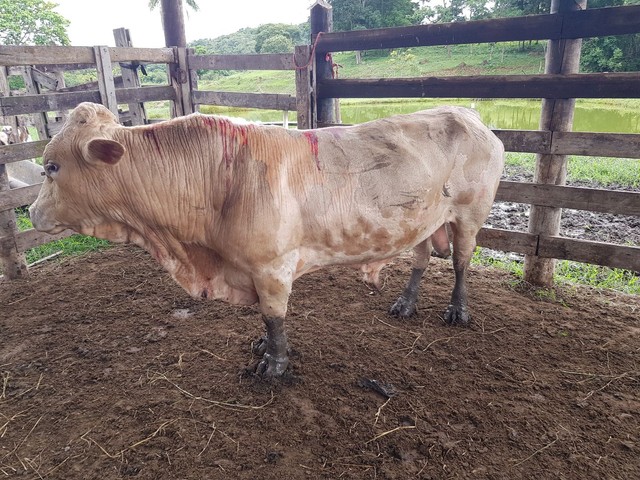 Boi mini boi | +882 anúncios na OLX Brasil