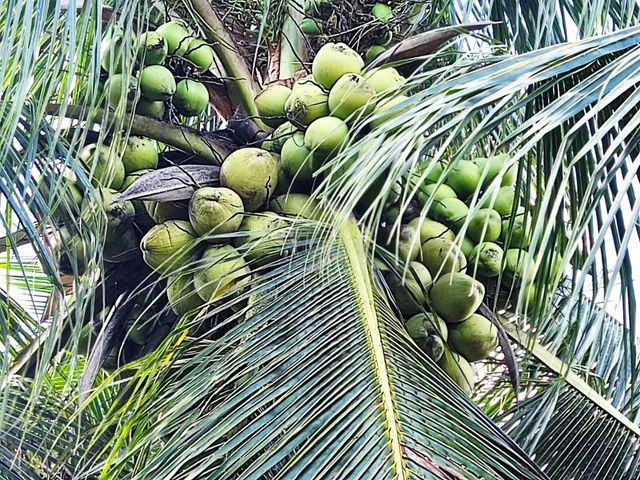 "coco verde" no Brasil
