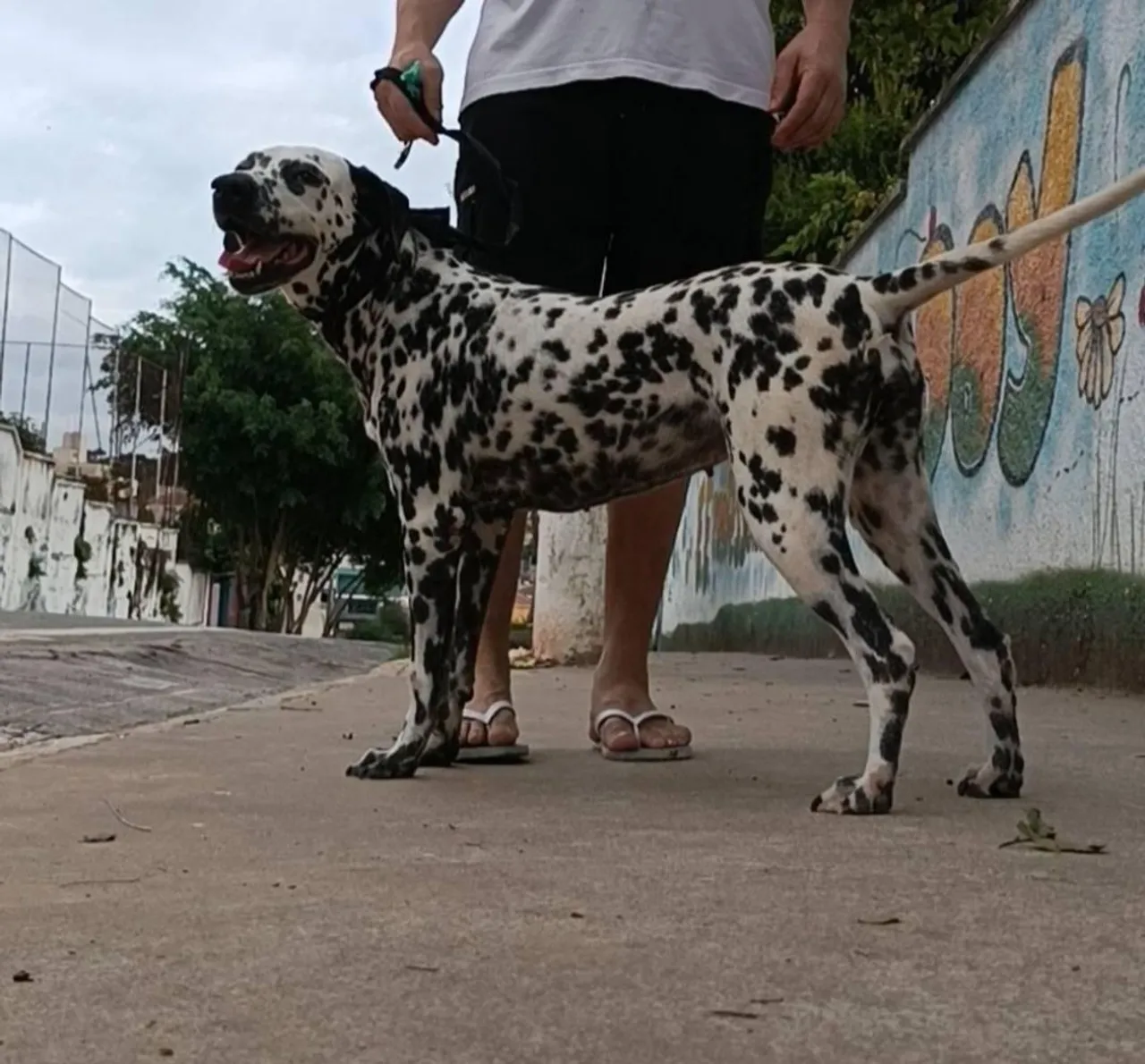 "dalmata femea" - Cachorros no Brasil