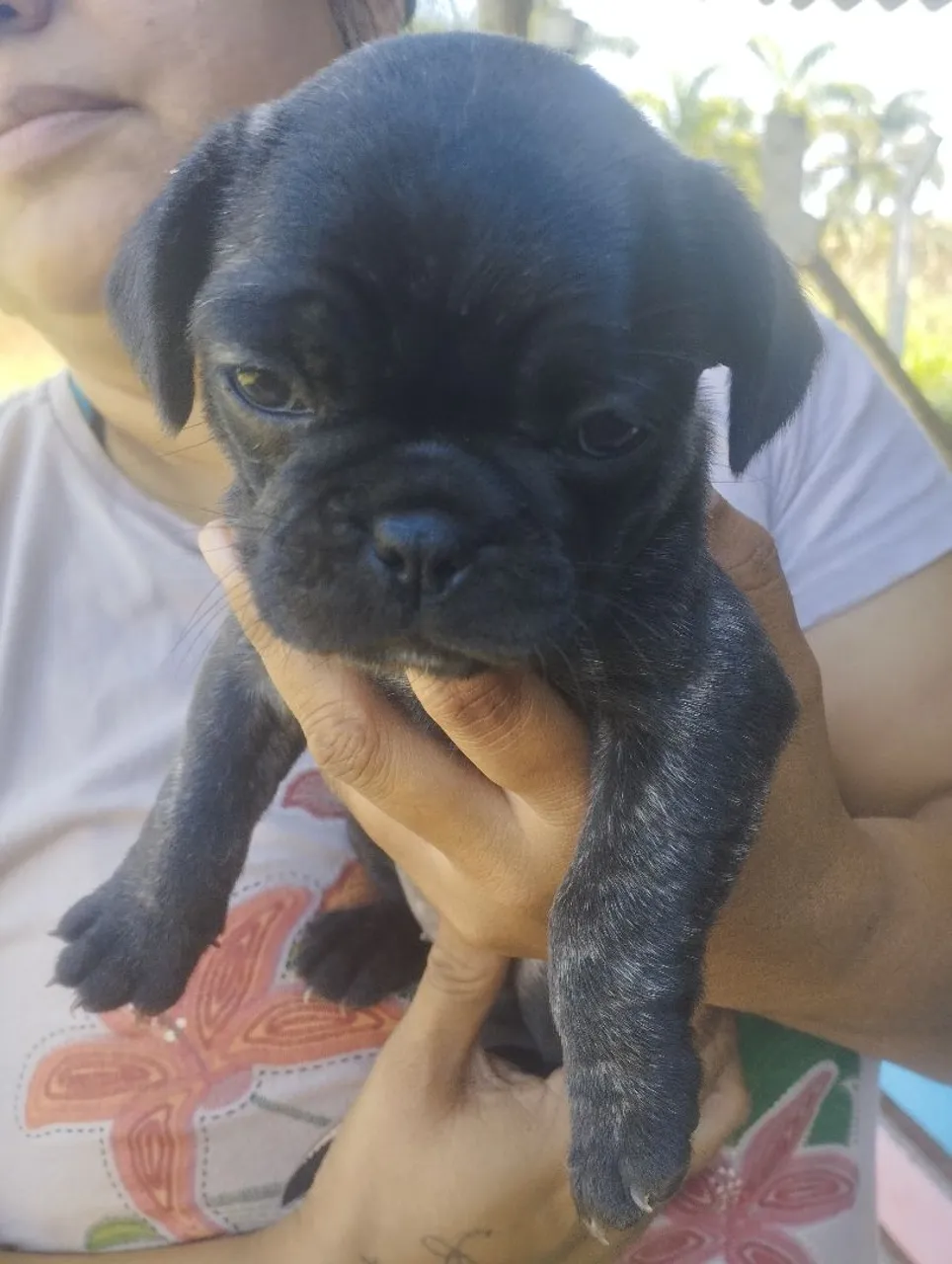"filhotes de pug preto" - Cachorros no Brasil