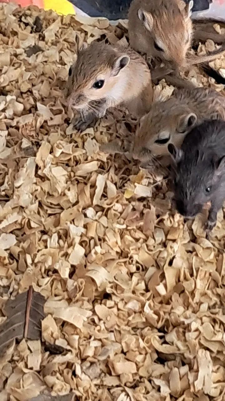 Esquilo da Mongólia Filhotes - Roedores - Jardim Cidade Universitária ...