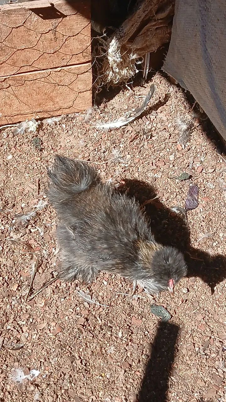Vendo franguinho de sedosa do Japão várias cores - Outros animais ...