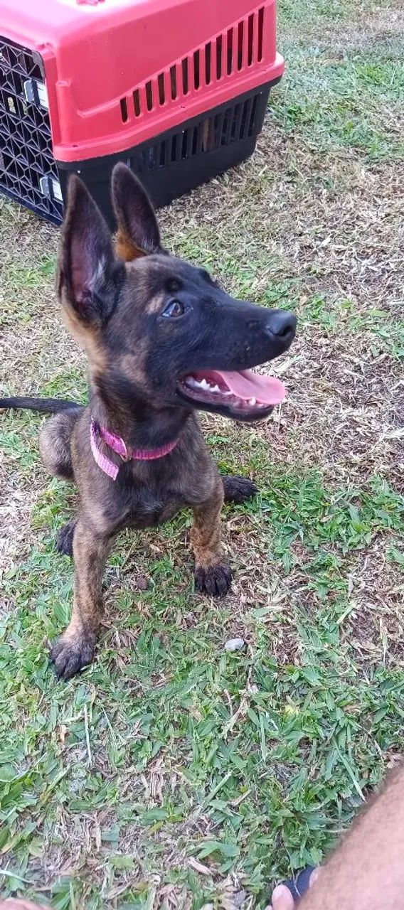 Pastor holandês - Cachorros - Guiomar, Antônio Carlos 1472513201 | OLX