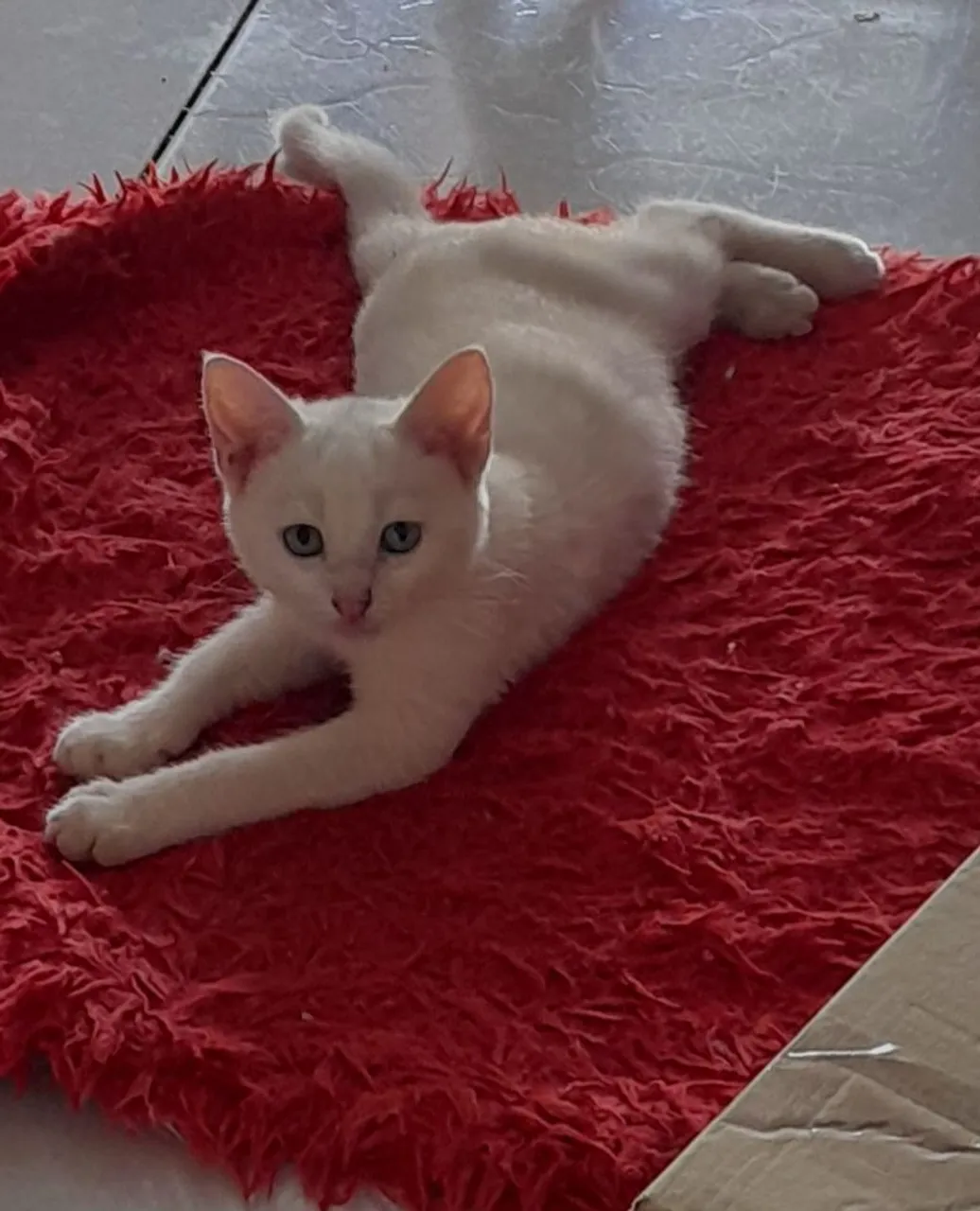 "gato angora" - Gatos no Brasil