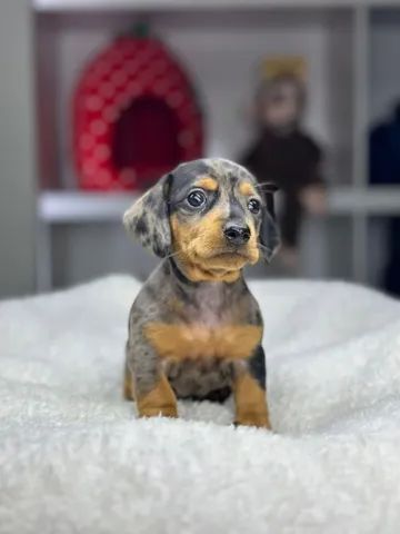 "cachorro raca salsicha" no Brasil