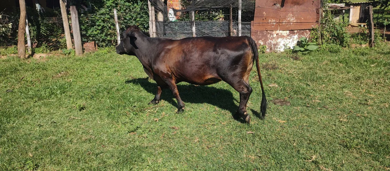 "mini vaca" - Animais para agropecuária no Brasil