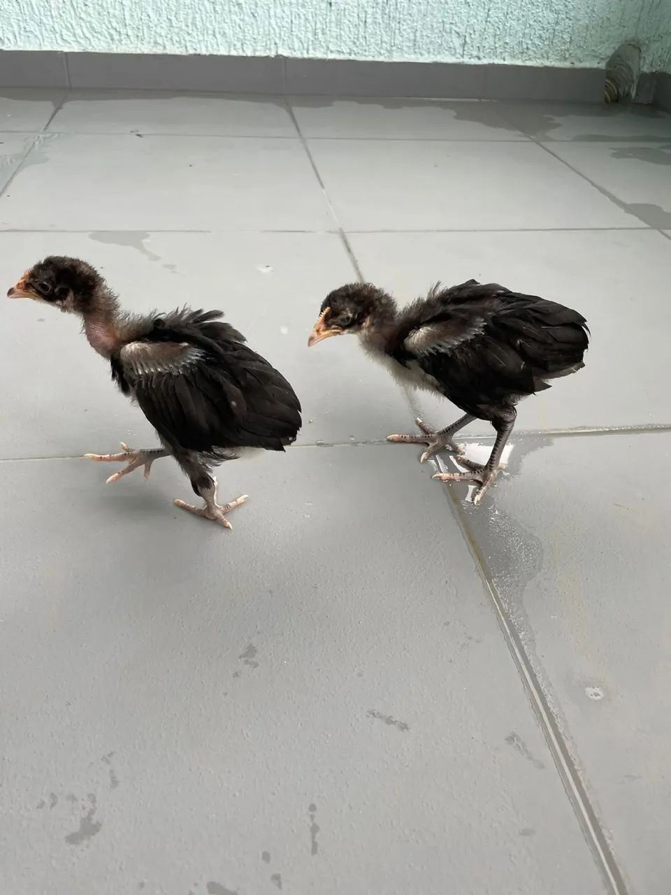Pintinhos cara de palhaço - Animais para agropecuária - Cosmos, Rio de ...