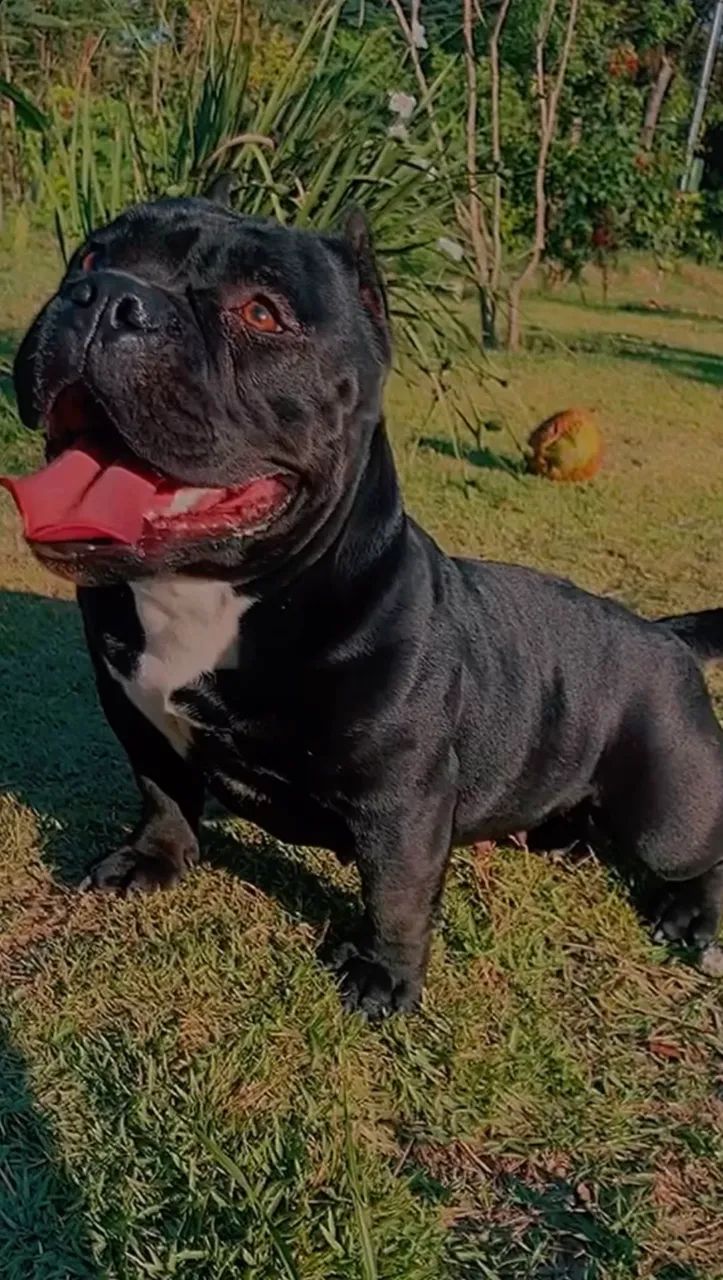 ? Filhote de American Bully Micro Black - Qualidade e Procedência ...