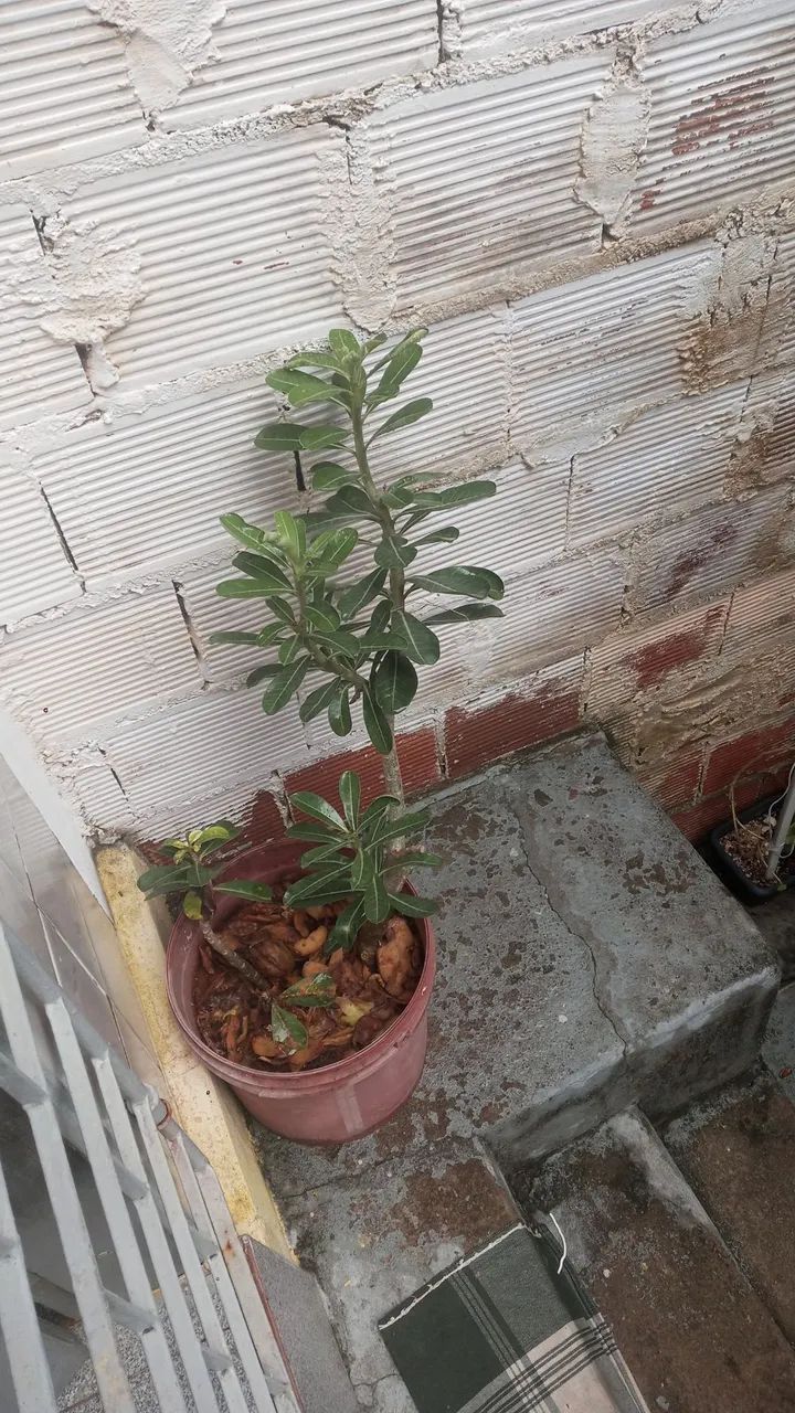 Planta Adenium - Mudas e Vasos - Jardinagem e Plantas - Atalaia ...