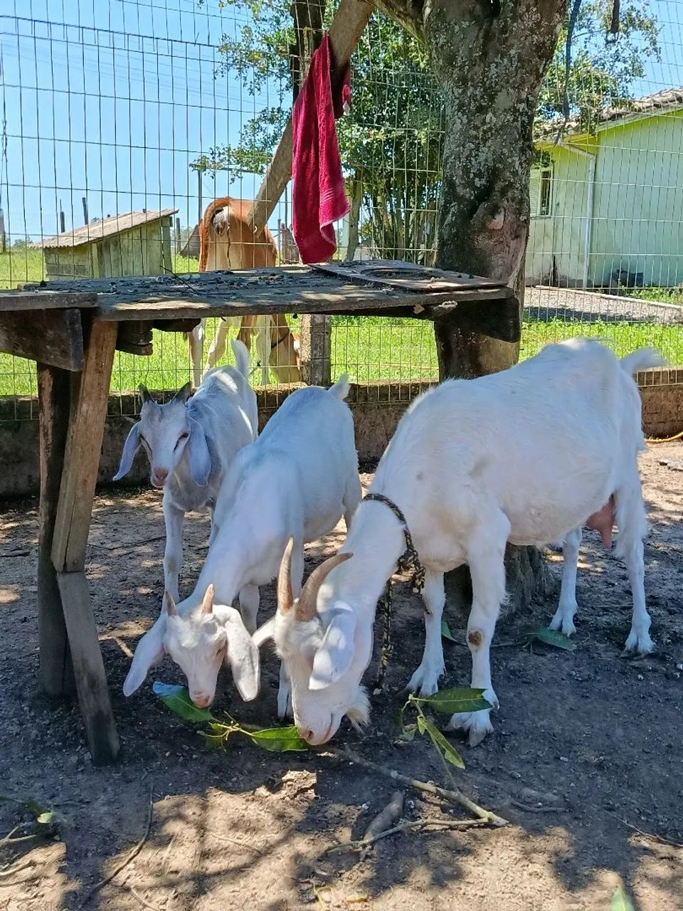Cabrita com filhotes - Animais para agropecuária - Forquilhinha ...