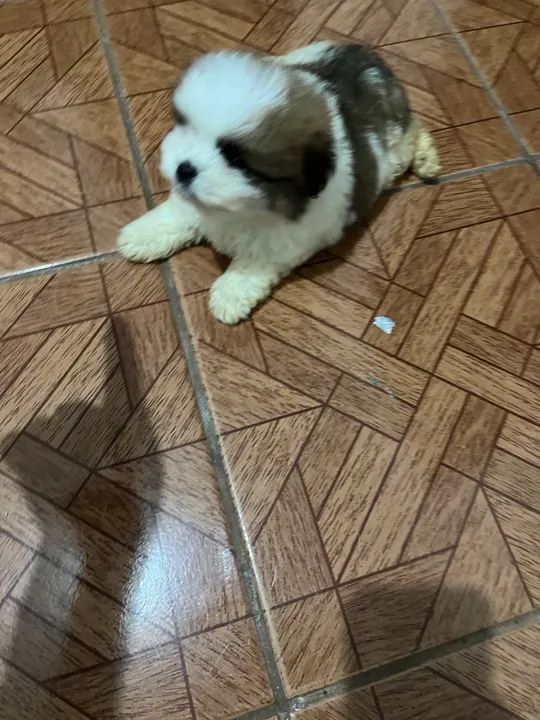 Filhote Shih Tzu - Cachorros - Jardim Camila, Mogi das Cruzes ...