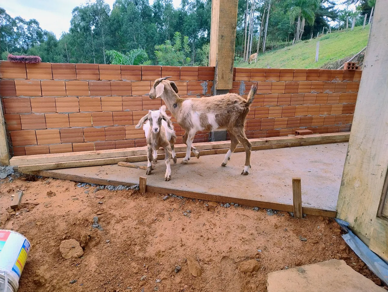 "cabras e cabritos" no Brasil