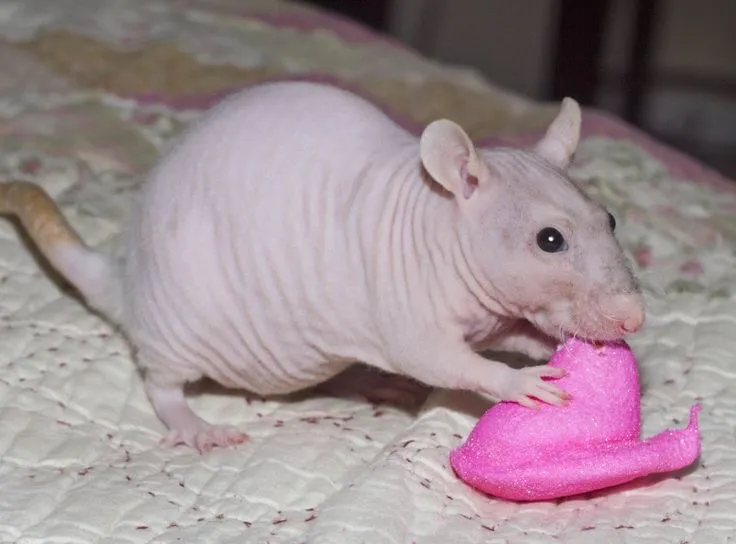 "ratos de estimacao" no Brasil