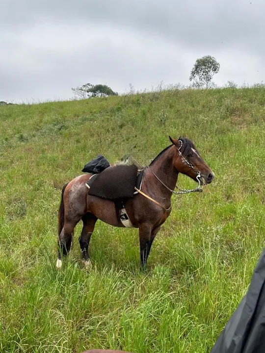 Cavalos em Santa Catarina
