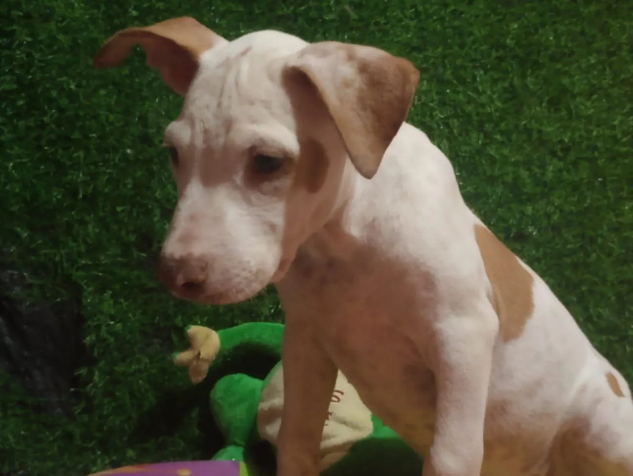 Filhote de Pit Bull macho - Cachorros - San Martin, Recife 1468331798 | OLX