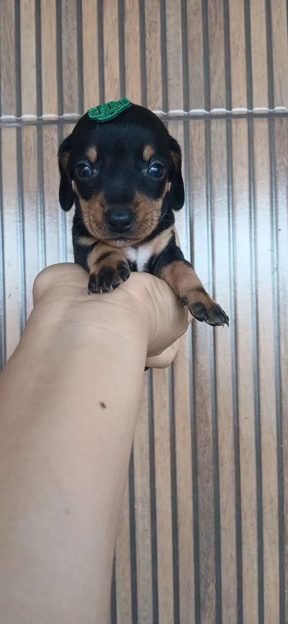 Basset dachshund anão fêmeas e machos - Cachorros - Campo Grande, Rio ...