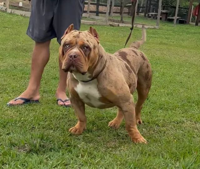 Pit monster canil | +100 anúncios na OLX Brasil