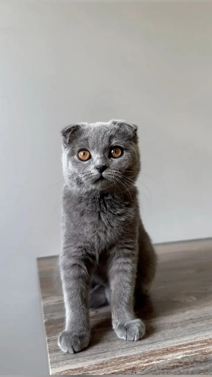 "gatos scottish fold" - Gatos no Brasil