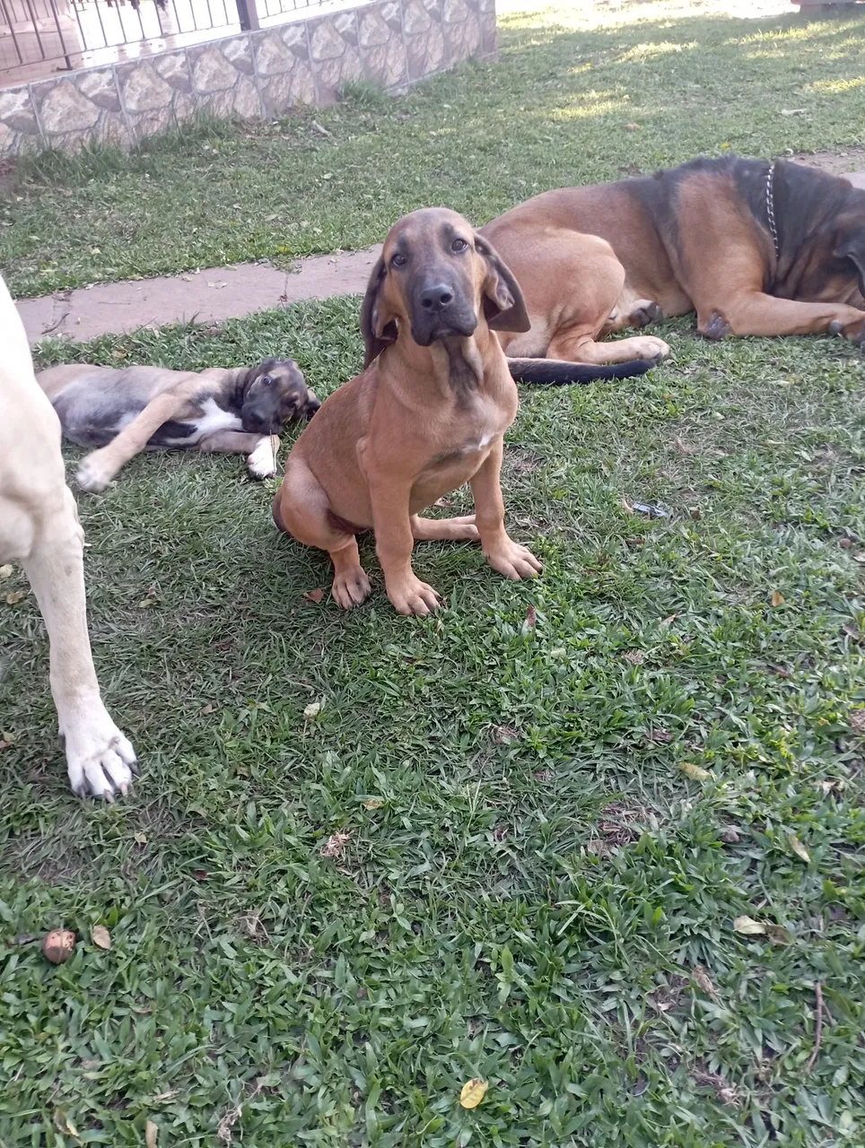 "filhote fila" - Cachorros no Brasil