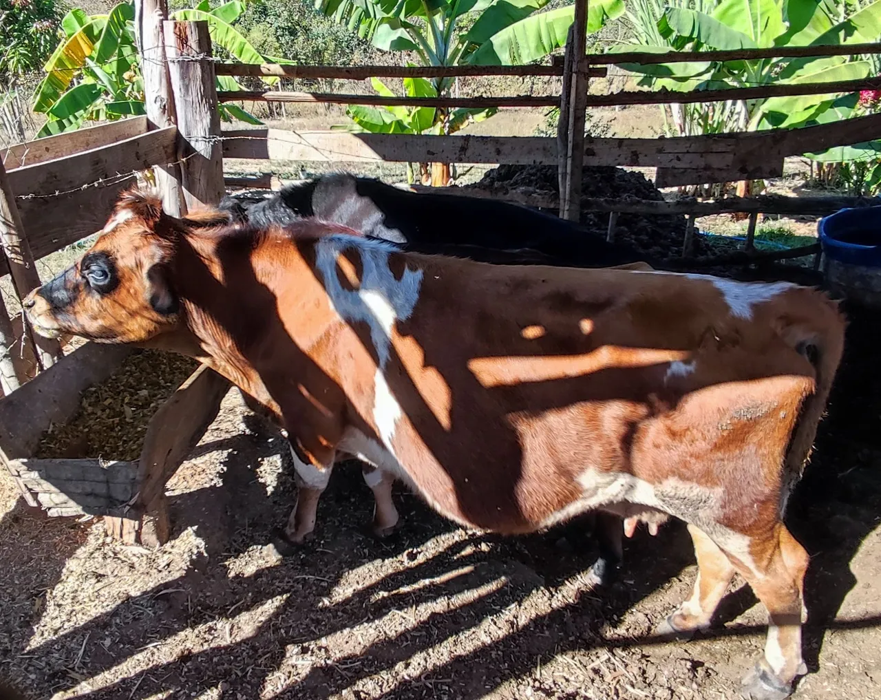 "mini vaca" - Animais para agropecuária no Brasil