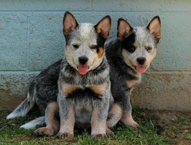 "filhote de burriler" no Brasil