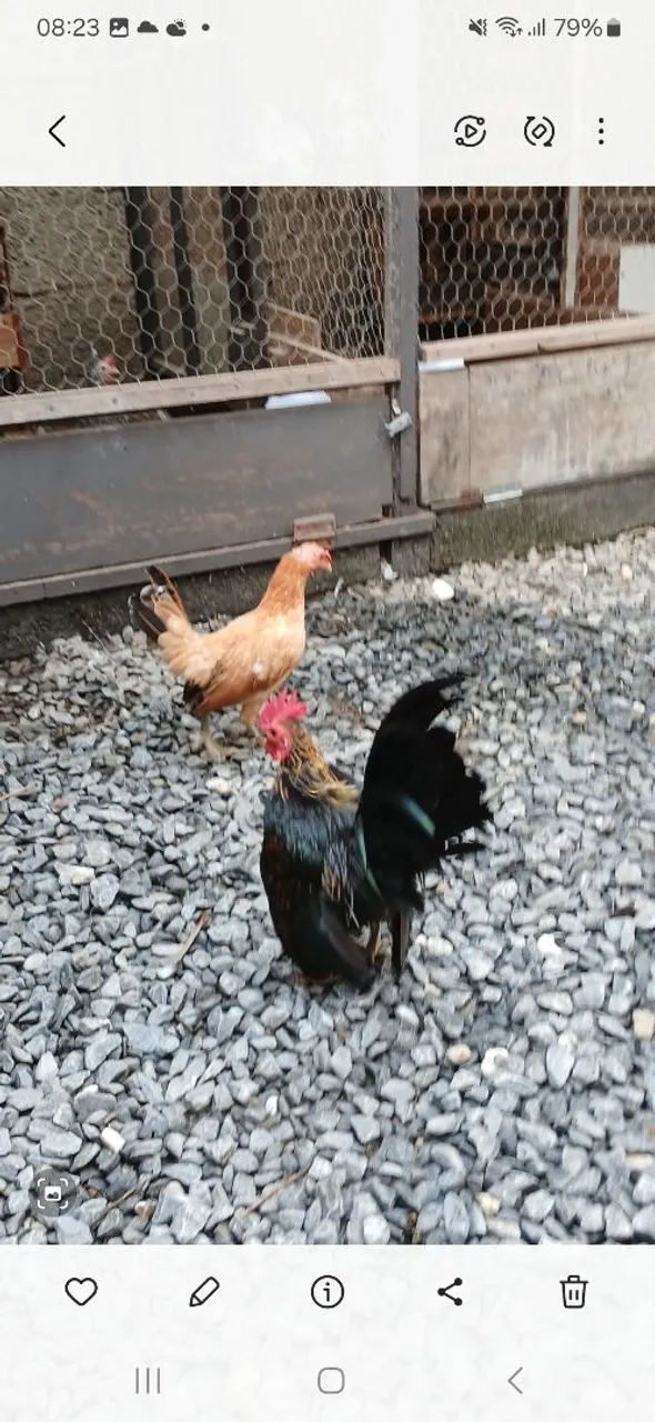 "garnizes" no Brasil