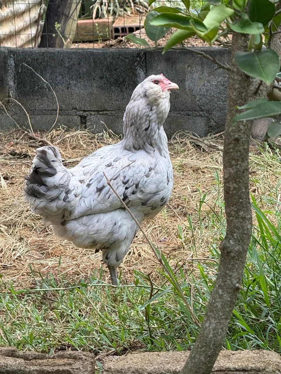 Frangas ovos azuis - Animais para agropecuária - João Neiva 1469472961 ...