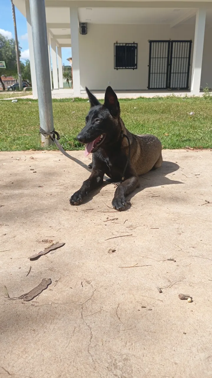 "mallinois" no Brasil