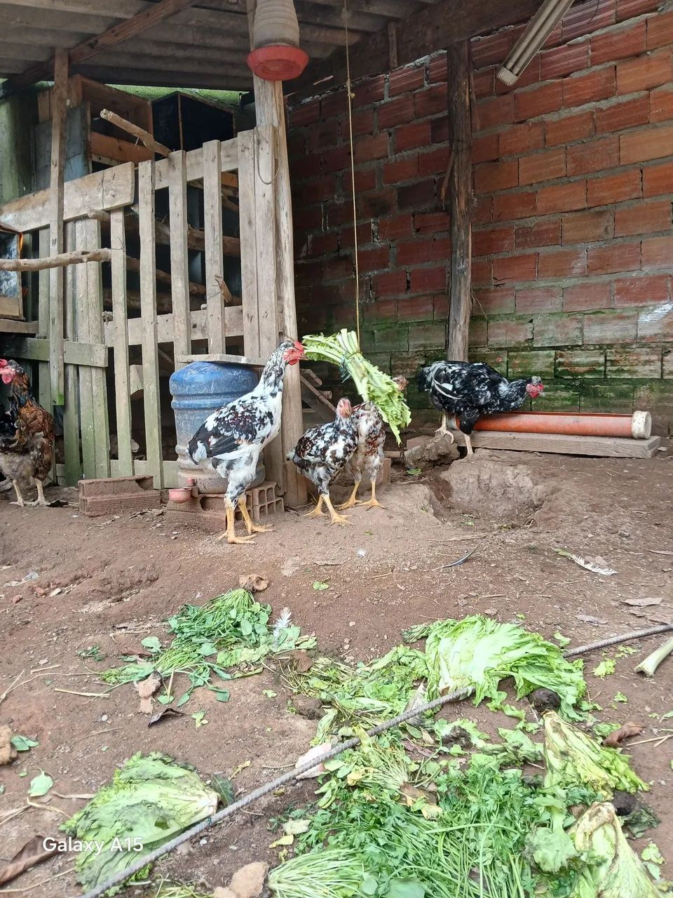 Frangos e Frangas GSB - Animais para agropecuária - Jardim Coimbra, São ...