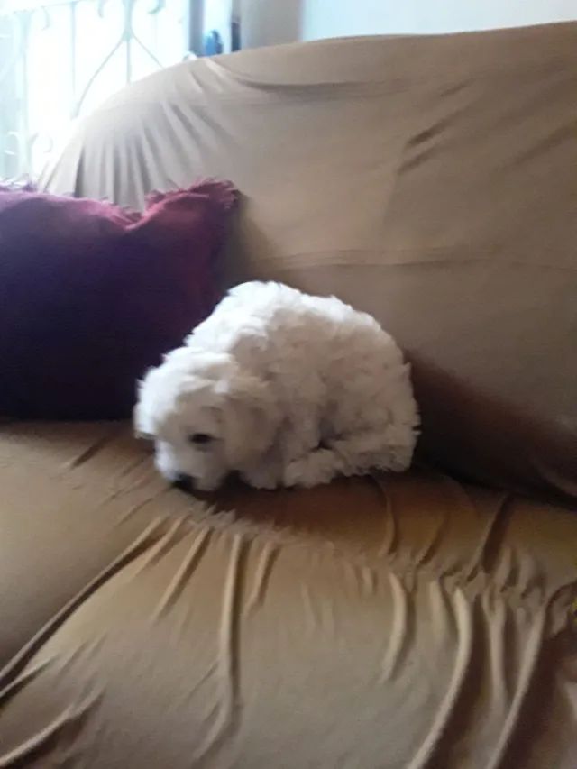 Filhote de pudo | +11 anúncios na OLX Brasil