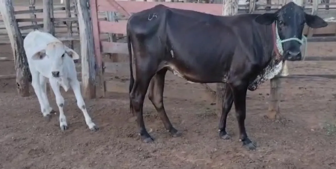 "vaca nelore" - Animais para agropecuária no Brasil