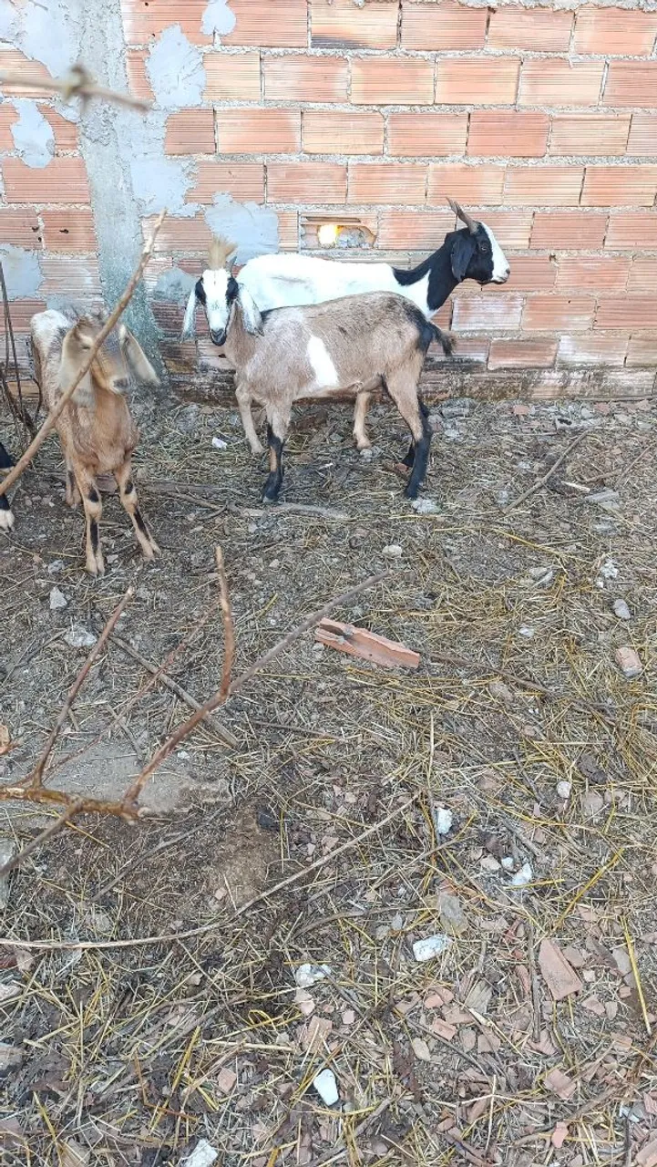 "cabras e cabritos" no Brasil