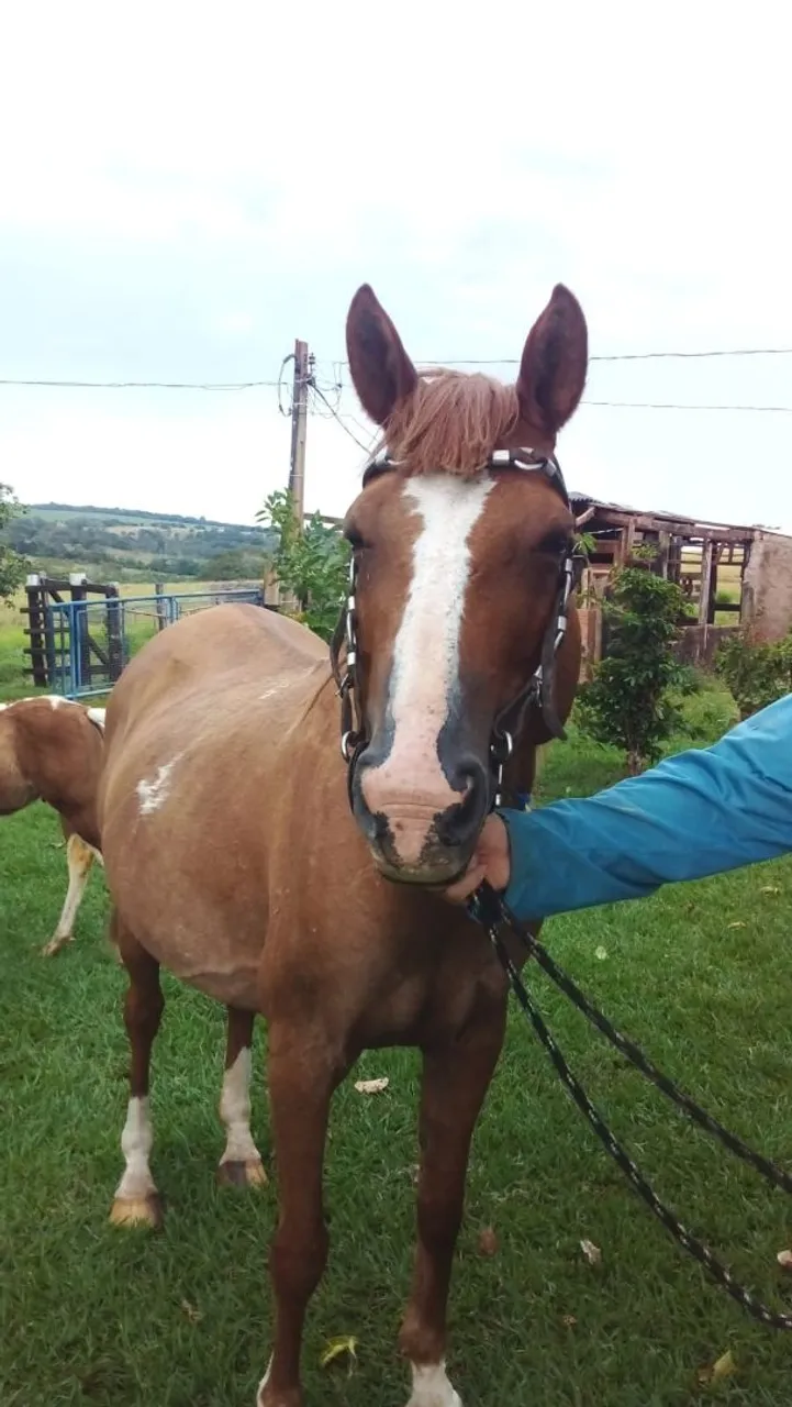 Cavalos em Mato Grosso do Sul