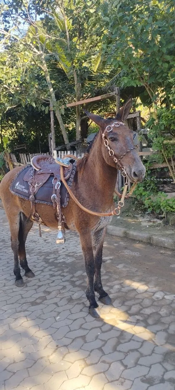 "uma mula" no Brasil