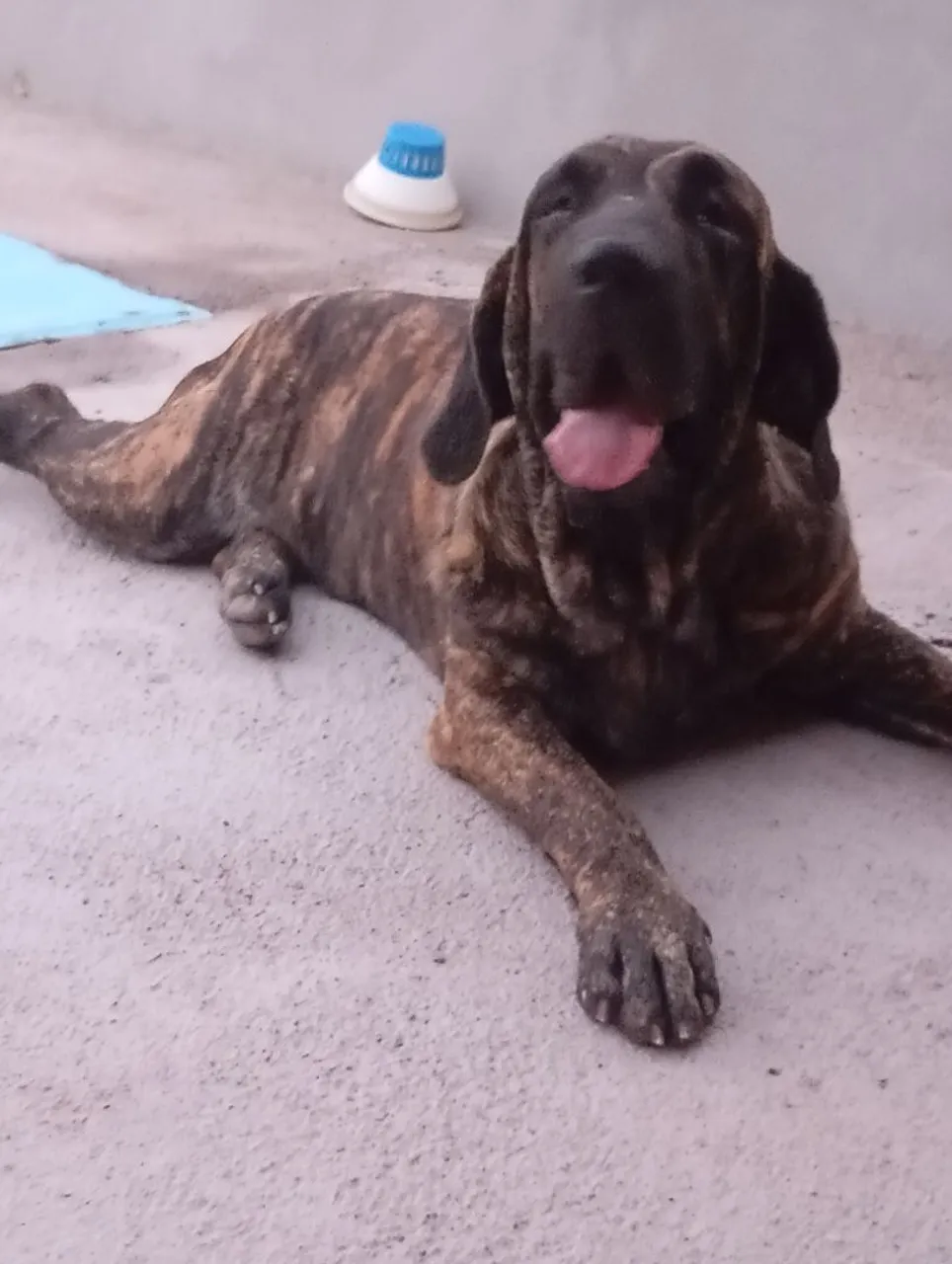 "filhote fila" - Cachorros no Brasil